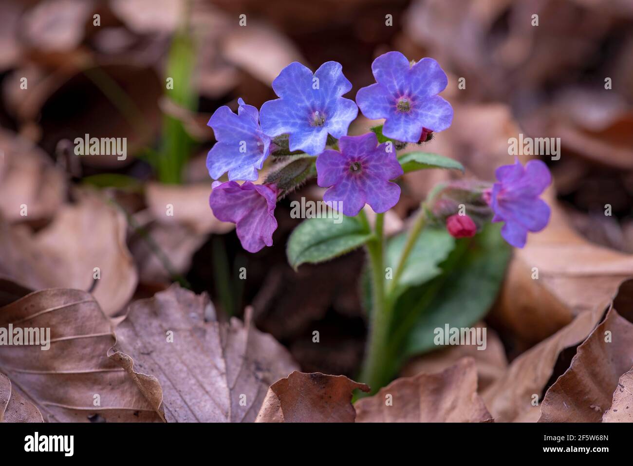 Common lungwort (Pulmonaria officinalis), Tyrol, Austria Stock Photo ...