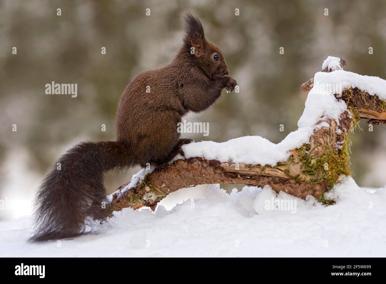 Eurasian red squirrel (Sciurus vulgaris), sitting on a root and eating ...