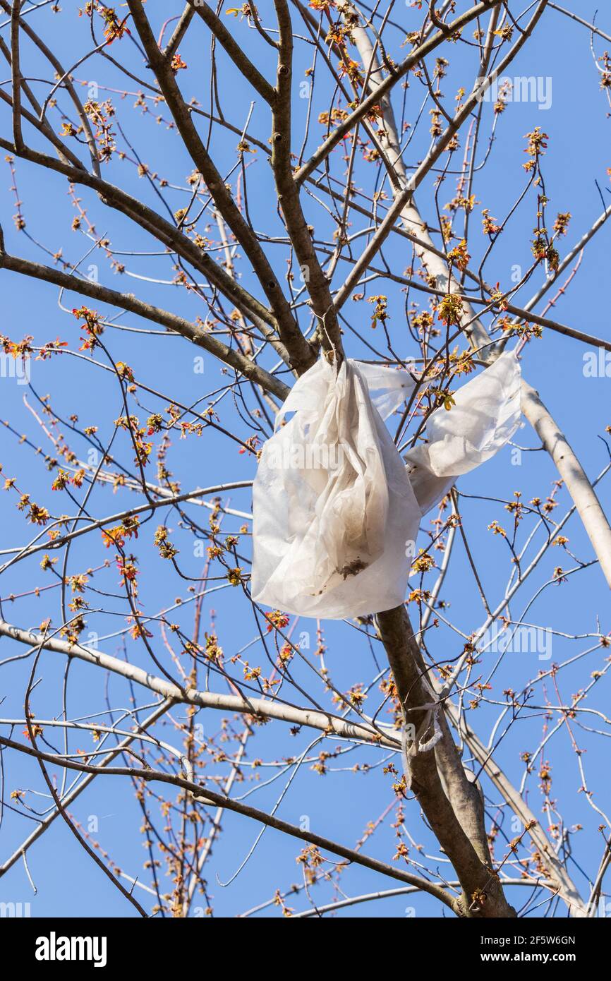 Plastic bag tree sky hi-res stock photography and images - Alamy