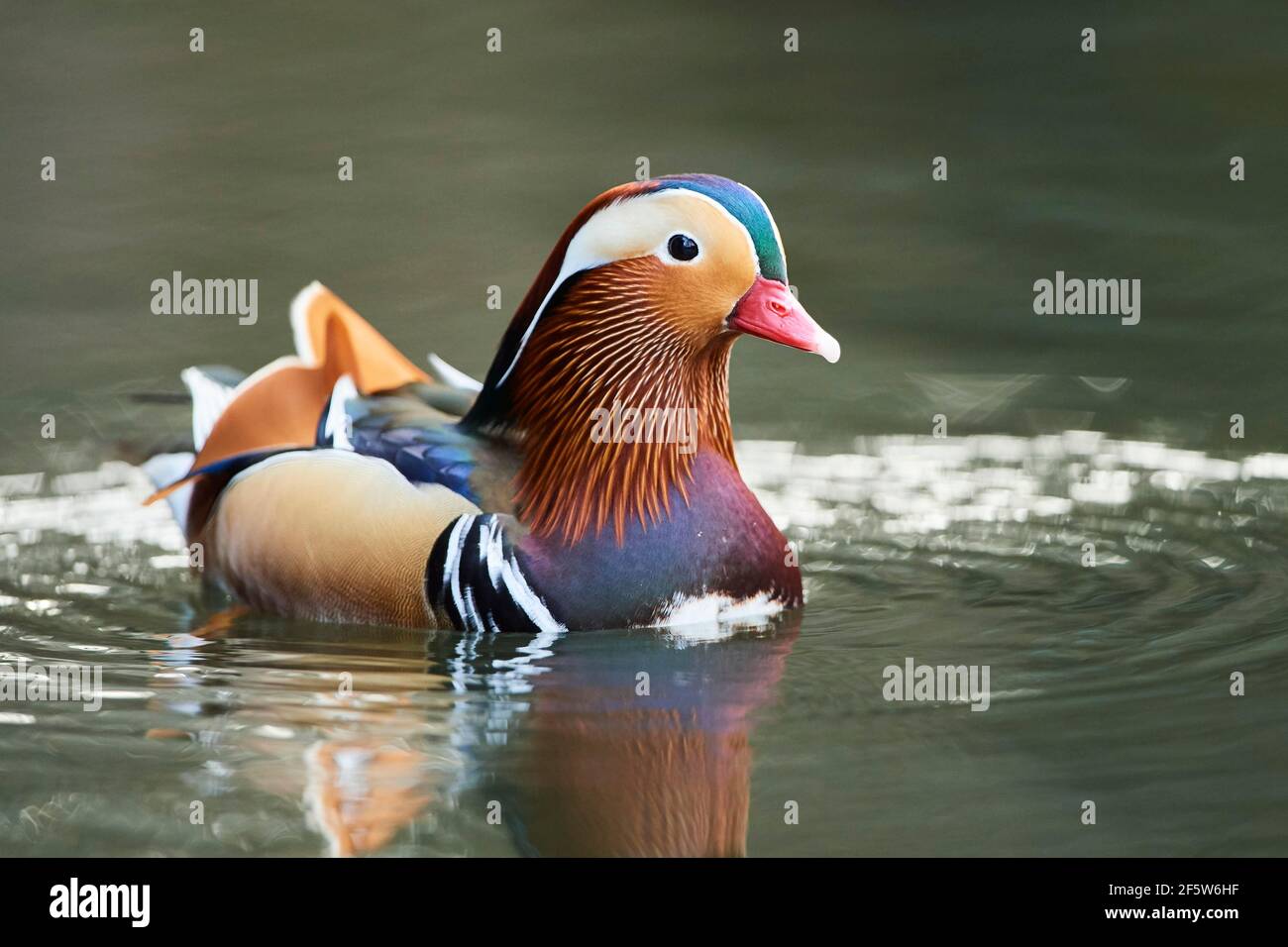 Mandarin duck (Aix galericulata) male swimming in water, Bavaria ...