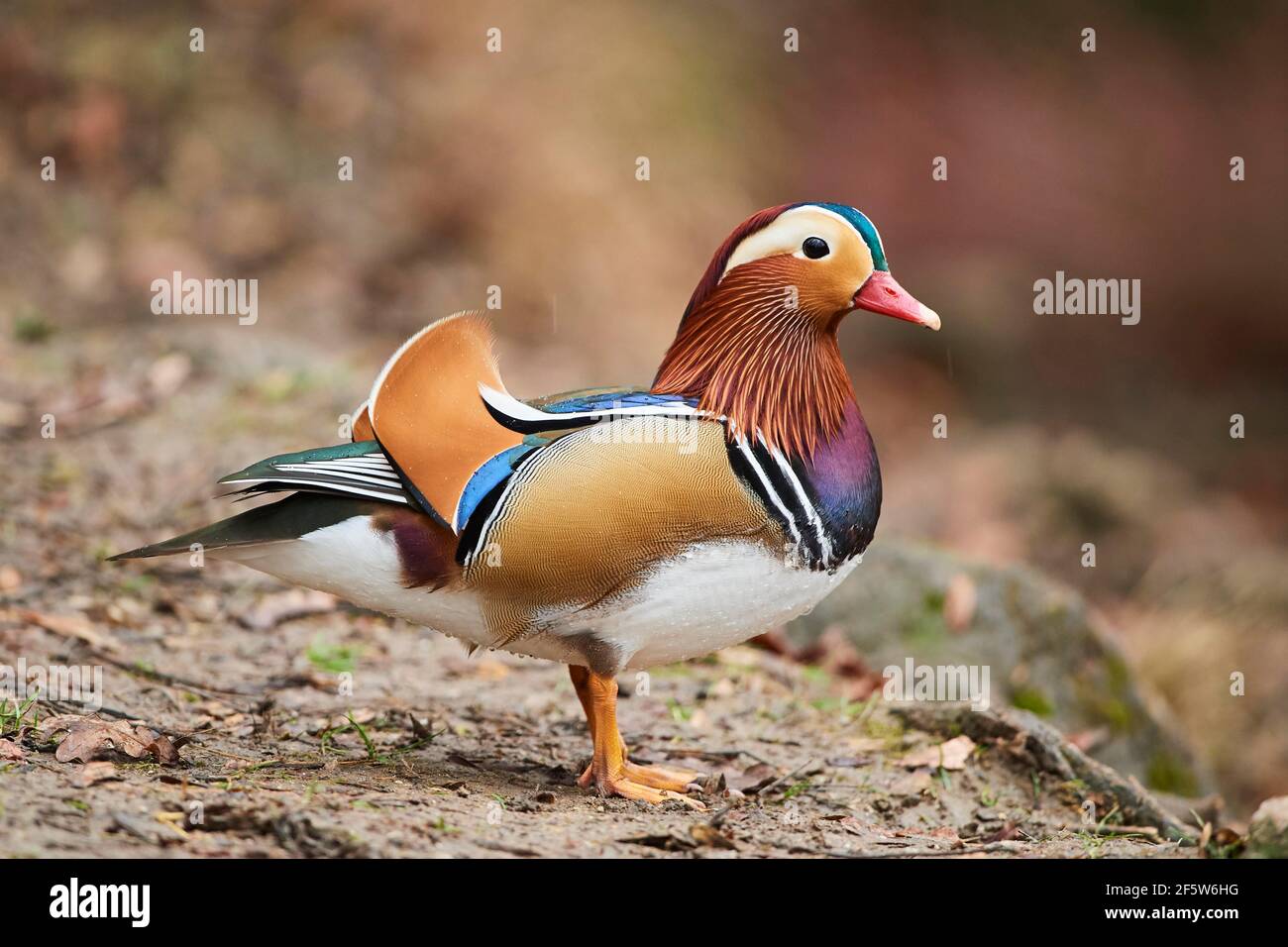 Mandarin duck (Aix galericulata), male, Bavaria, Germany Stock Photo ...
