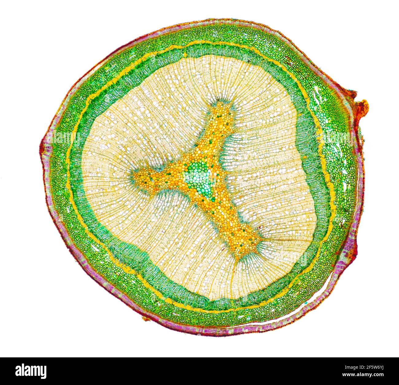 Black alder (Alnus glutinosa), shoot t.s., colouring Wacker 3A Stock ...
