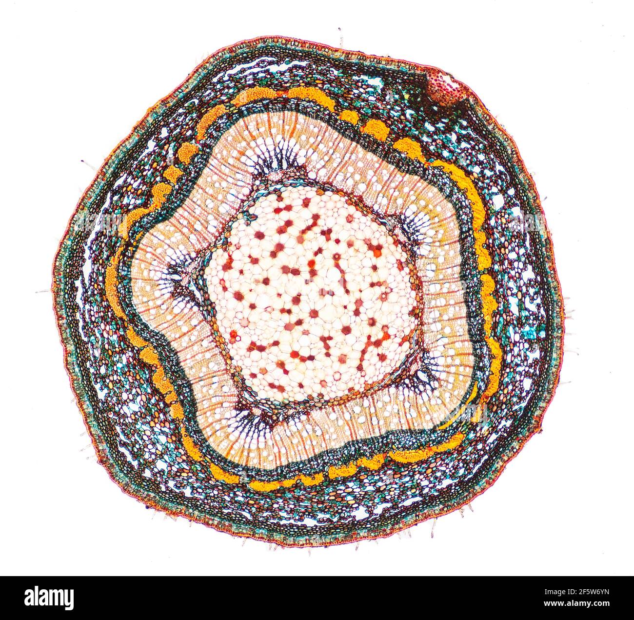 Hybrid poplar (Populus x canadanensis), shoot t.s., colouring Wacker 3A ...