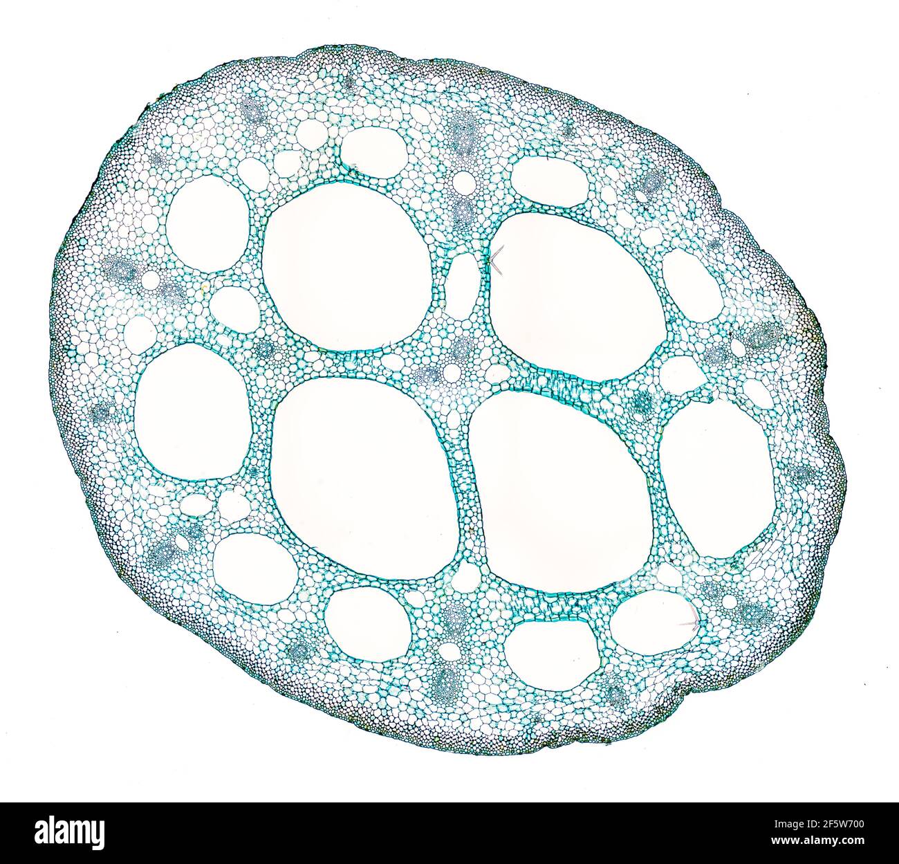 Water lily (Nymphaea alba), stem t.s., colouring Wacker 3A Stock Photo ...