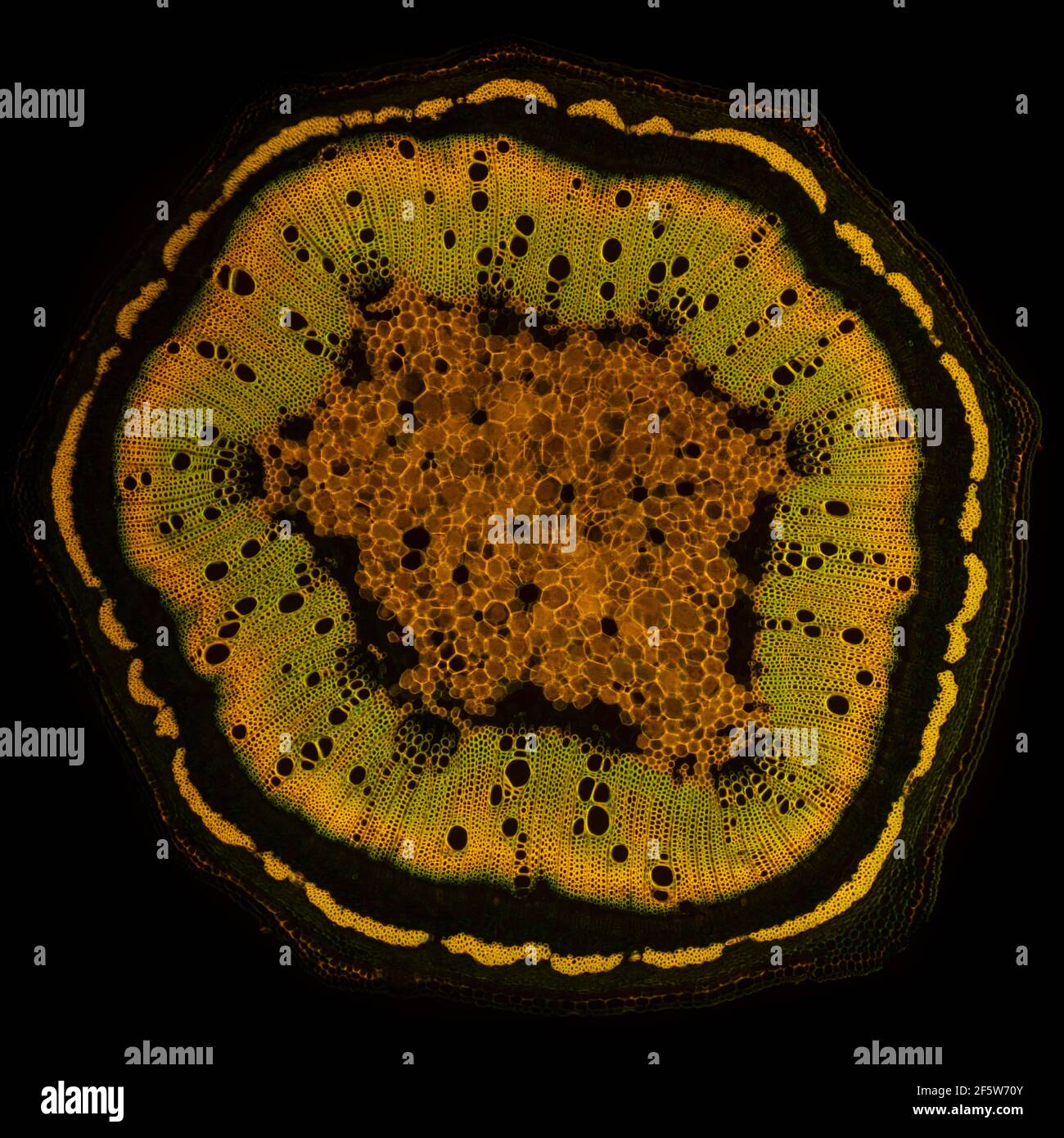 Black locust (Black locust pseudoacacia), shoot cross section ...