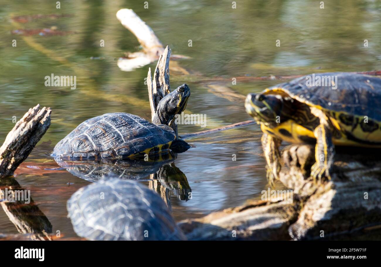 Turtles sunbathing hi-res stock photography and images - Alamy