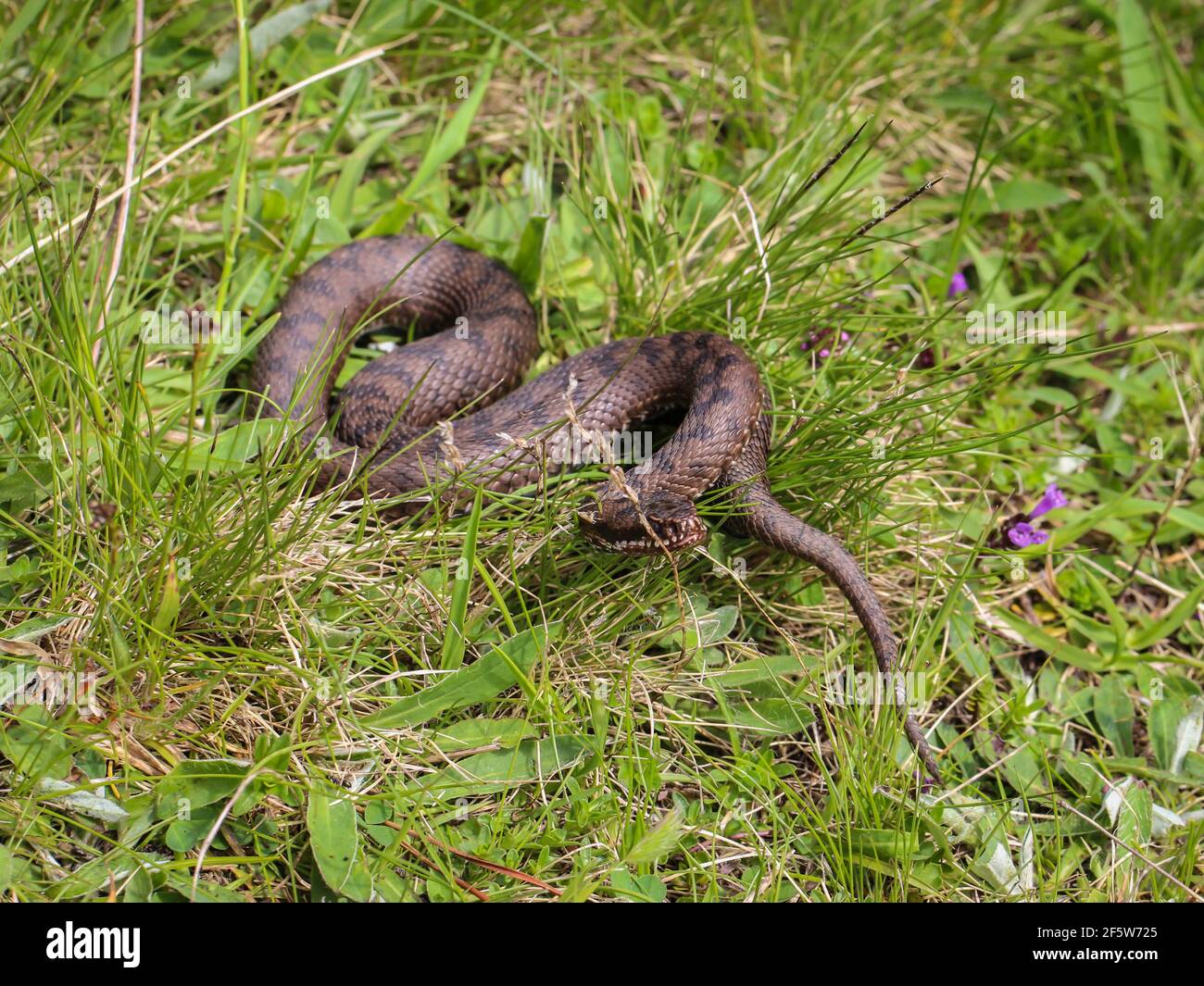 Single female of common European adder (latin name Vipera berus) on Mt ...