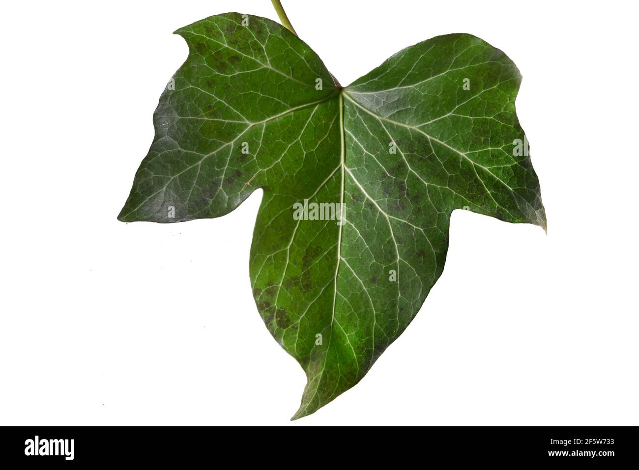 Structure of ivy leaf (Hedera helix) on white background, Bavaria ...