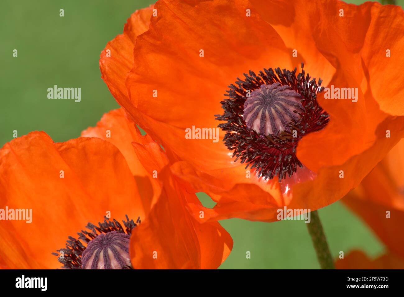 Giant poppy (papaver orientale) flowers with pollen receptacles and ...