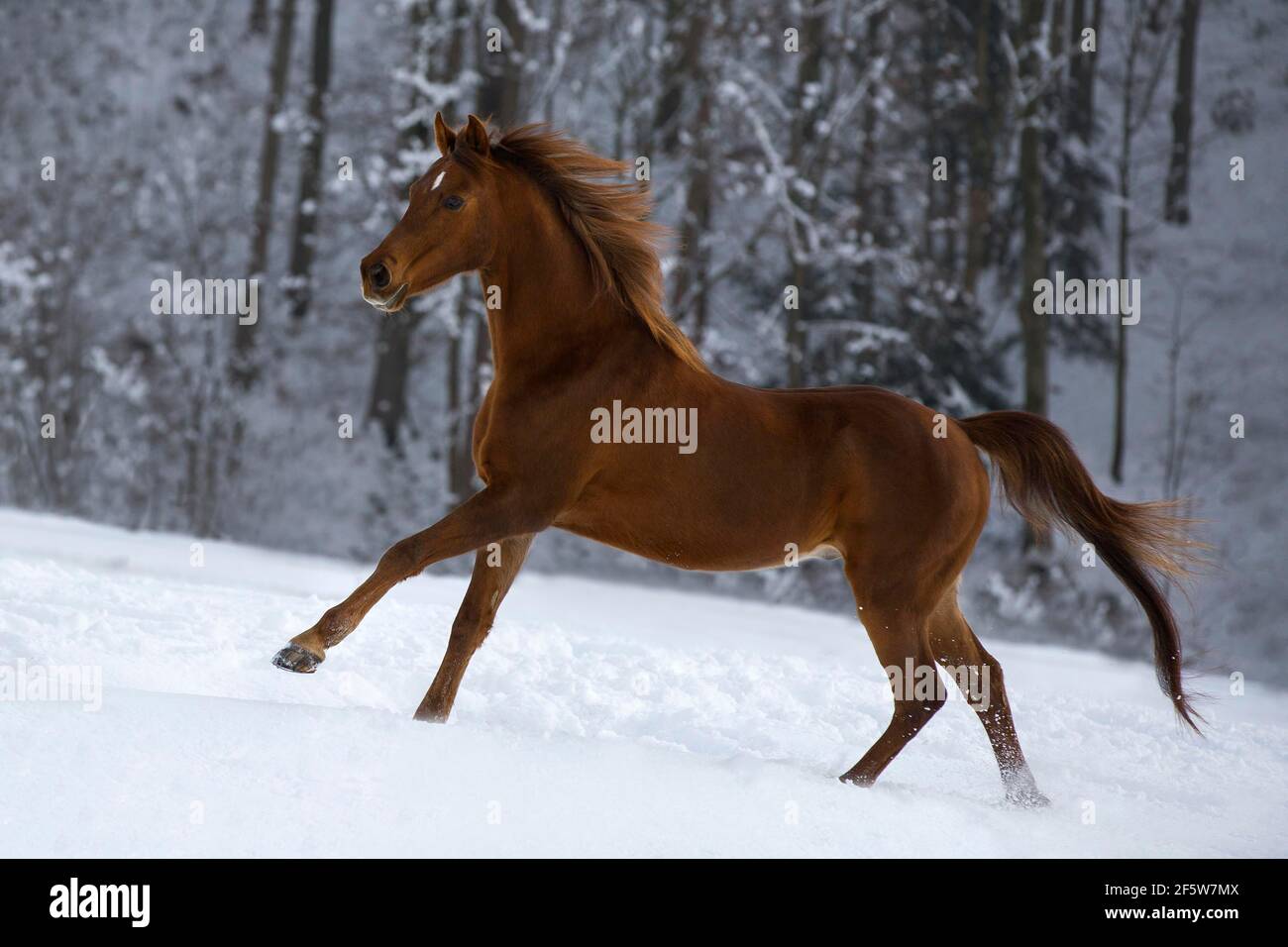 Arabian horse chestnut gelding gallop hi-res stock photography and ...