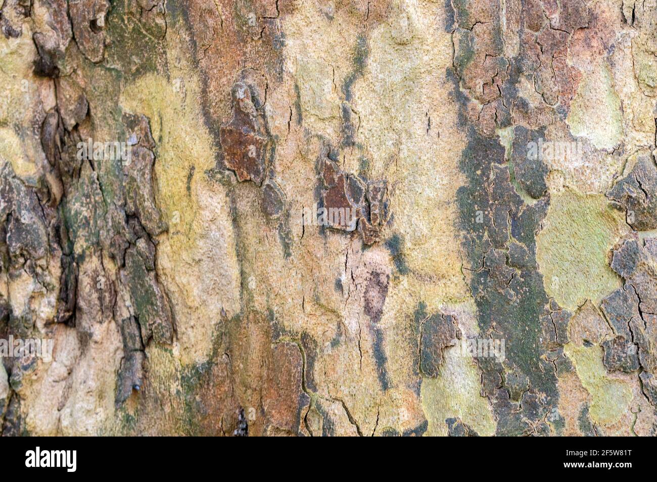 Sign Platanus Hispanica Tree At The Nieuwe Ooster Cemetery At Amsterdam ...