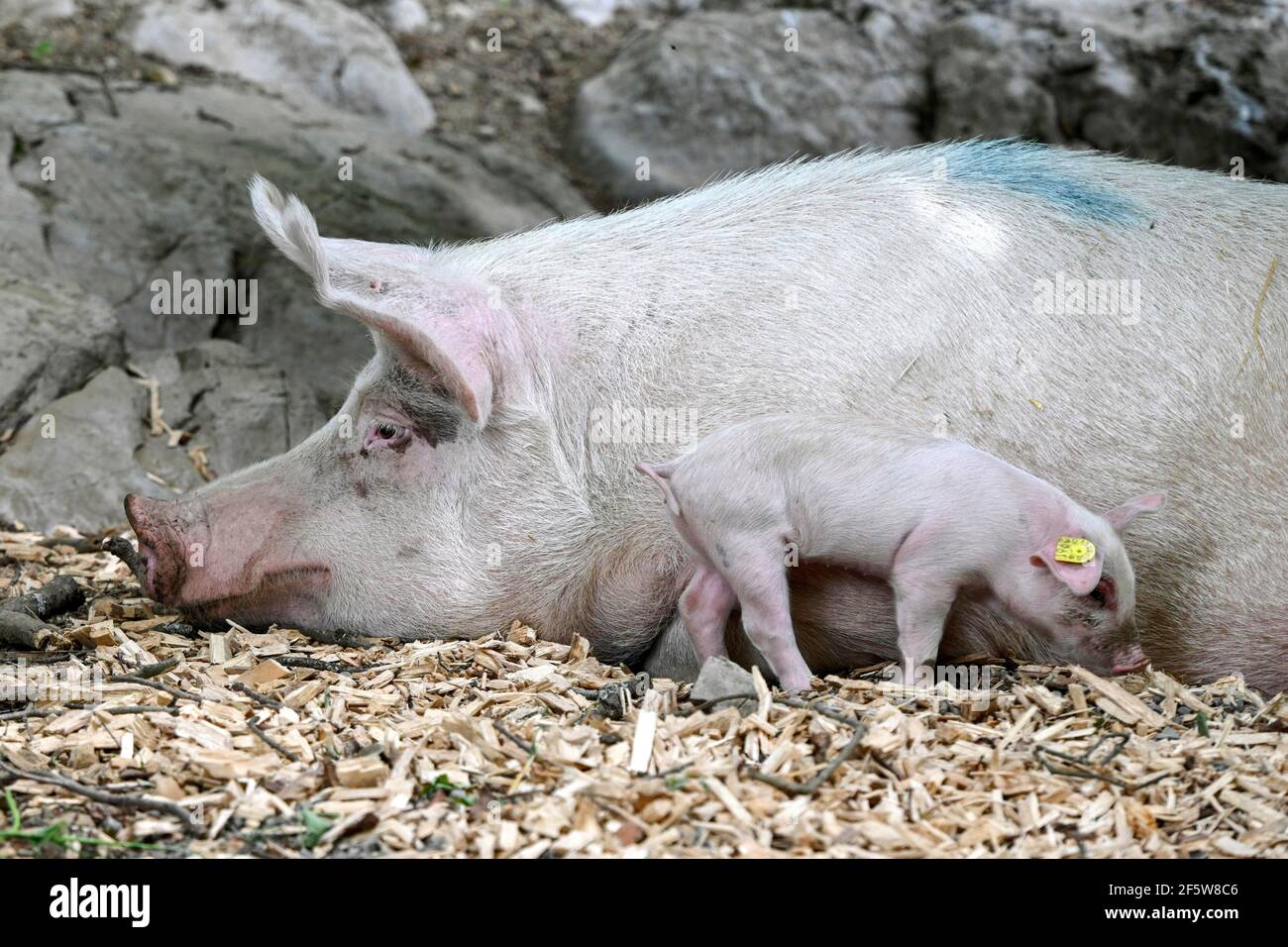 Livestock piglet hi-res stock photography and images - Alamy