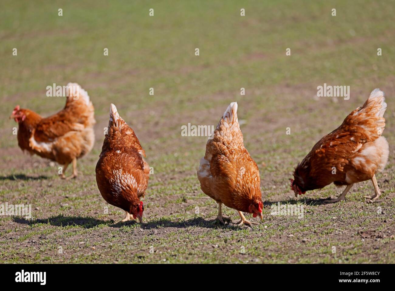 Domestic fowl, free-range chickens in a meadow, Germany Stock Photo - Alamy