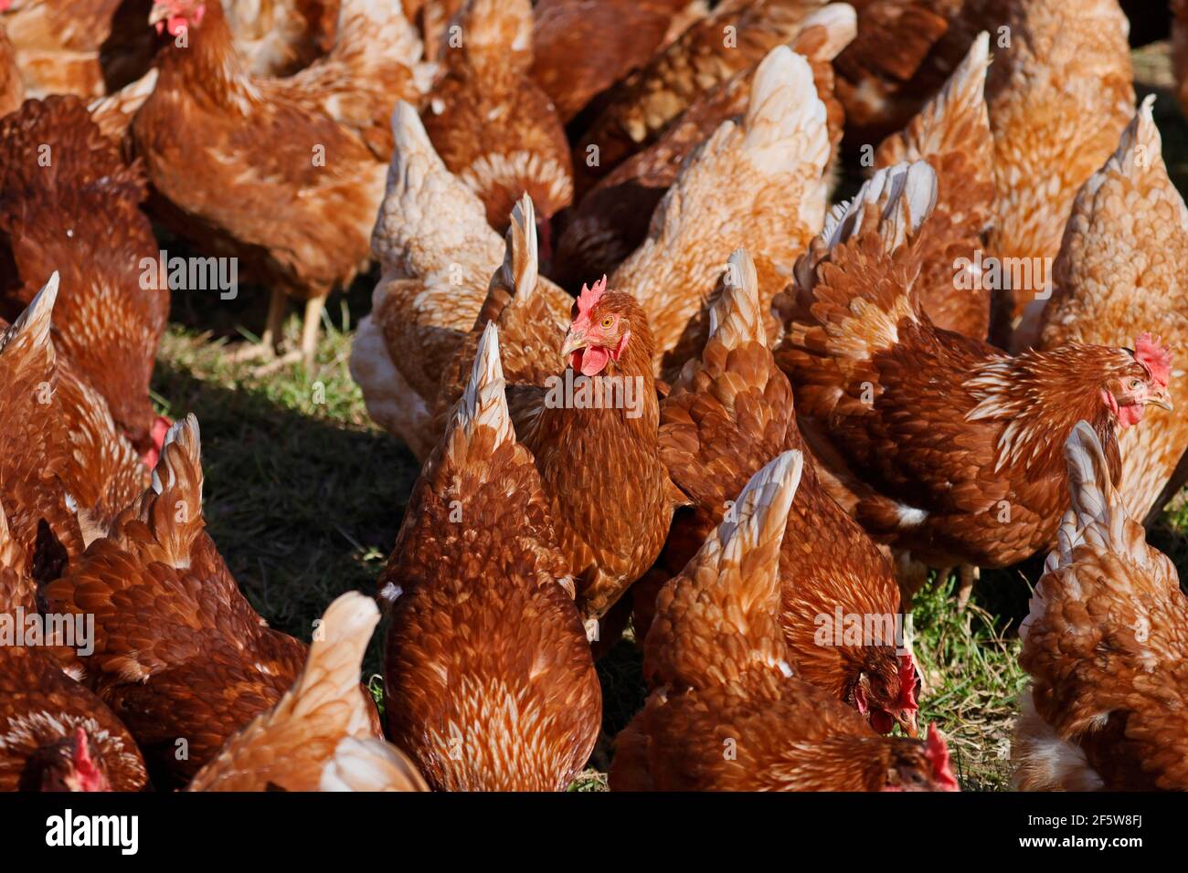 Fowl free range hi-res stock photography and images - Alamy