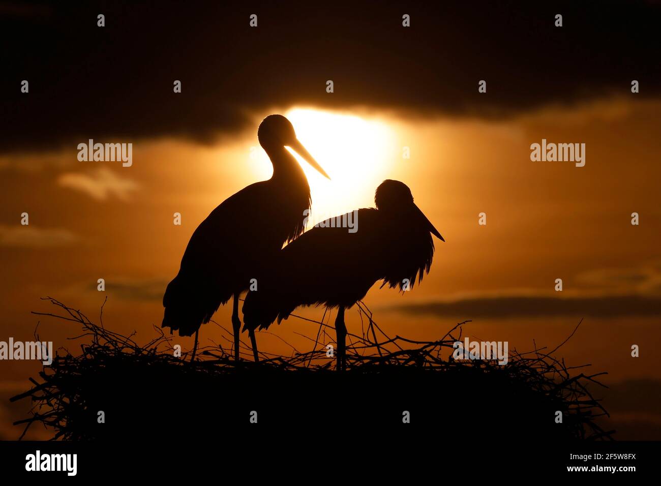 White stork silhouette sunset hi-res stock photography and images - Alamy