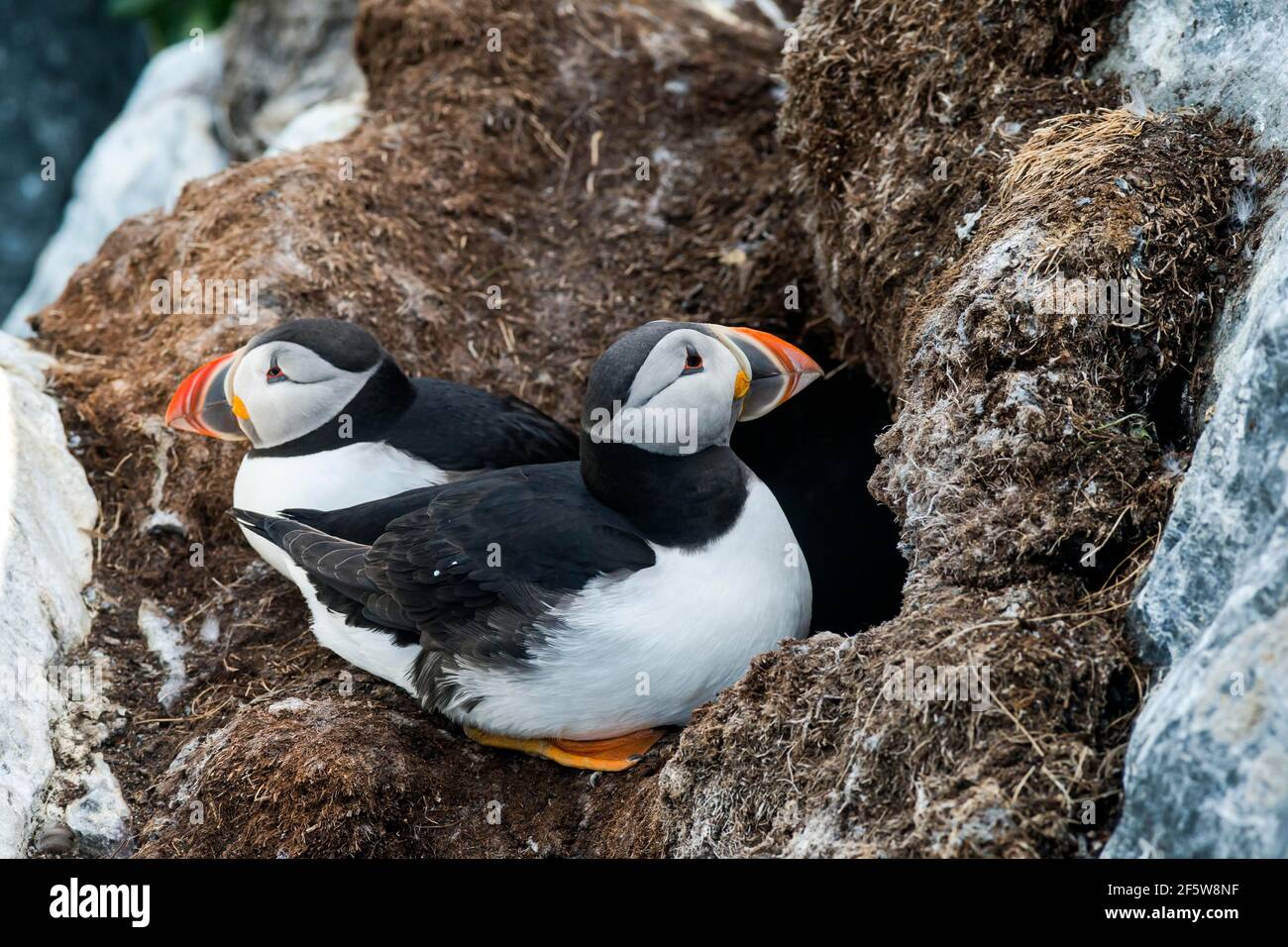 Breeding den hi-res stock photography and images - Alamy