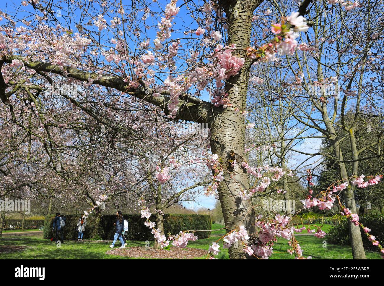 Cherry blossom in early spring sunshine in Regents Park, north London ...