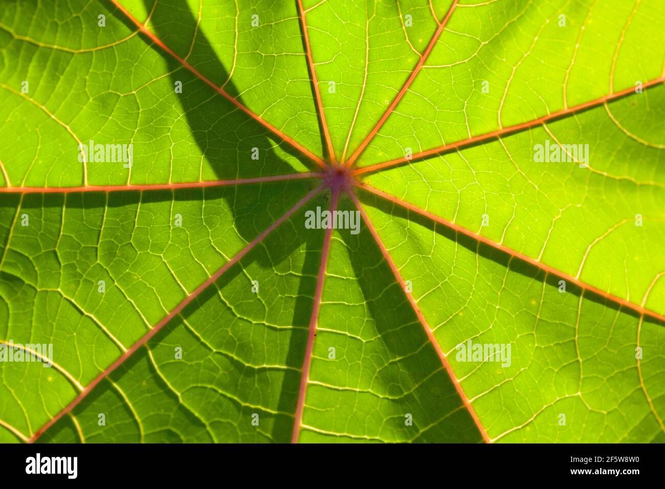 Leaf of miracle tree (Ricinus communis Stock Photo - Alamy