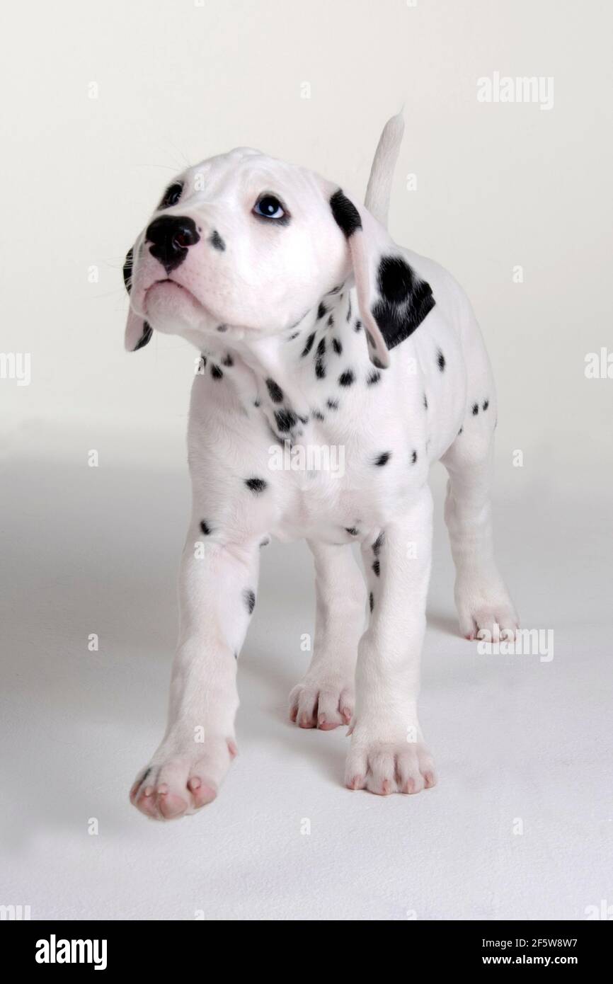 Dog baby dalmatian hi-res stock photography and images - Alamy