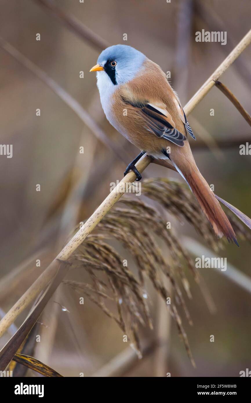 Male panurus biarmicus hi-res stock photography and images - Alamy