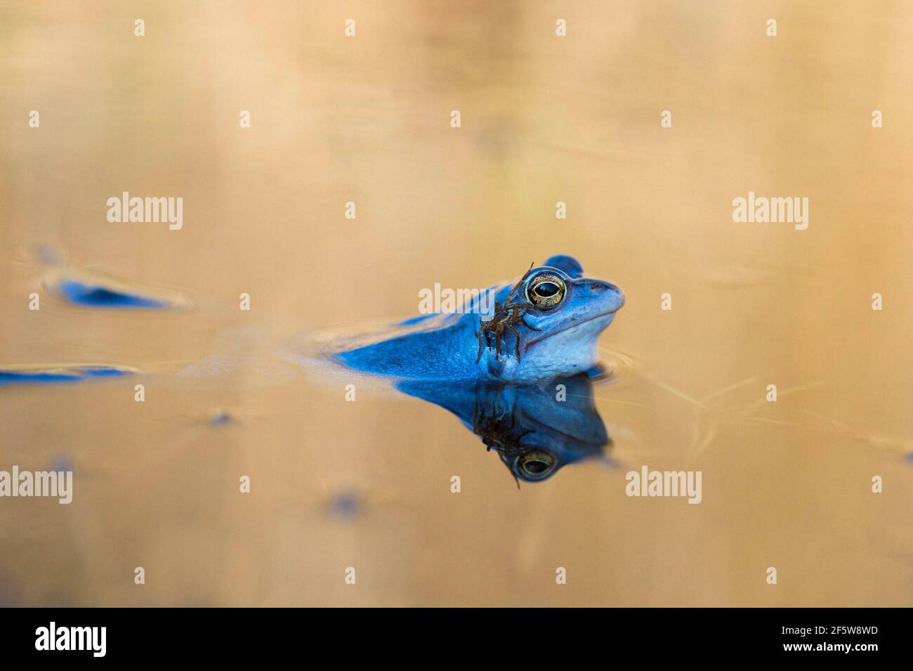 Moor frog, spider sitting on head of male moor frog, pond, Bavaria ...