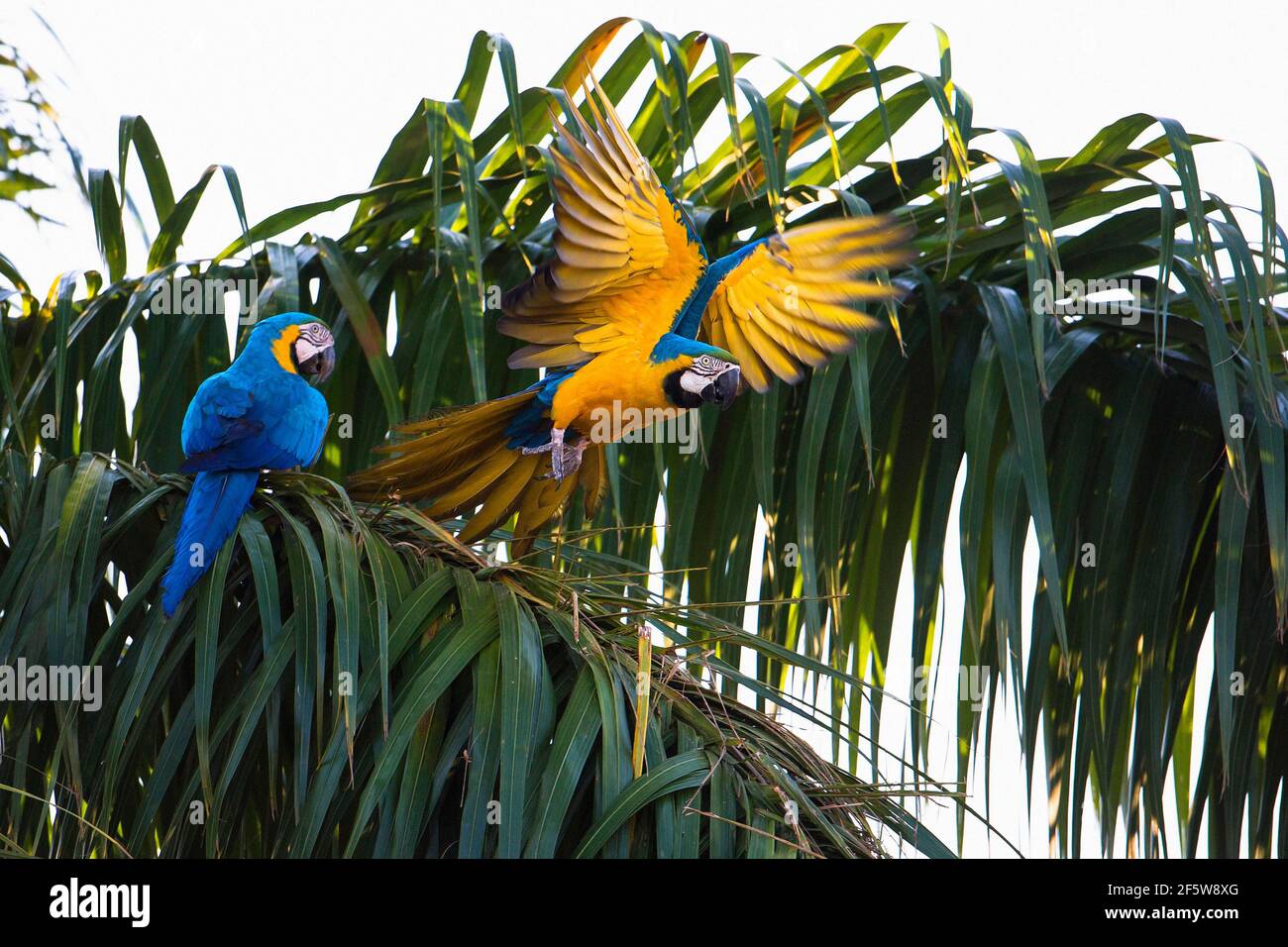 Blue and yellow macaw (Ara ararauna), pair in palm tree, Mato Grosso do Sul, Brazil Stock Photo ...