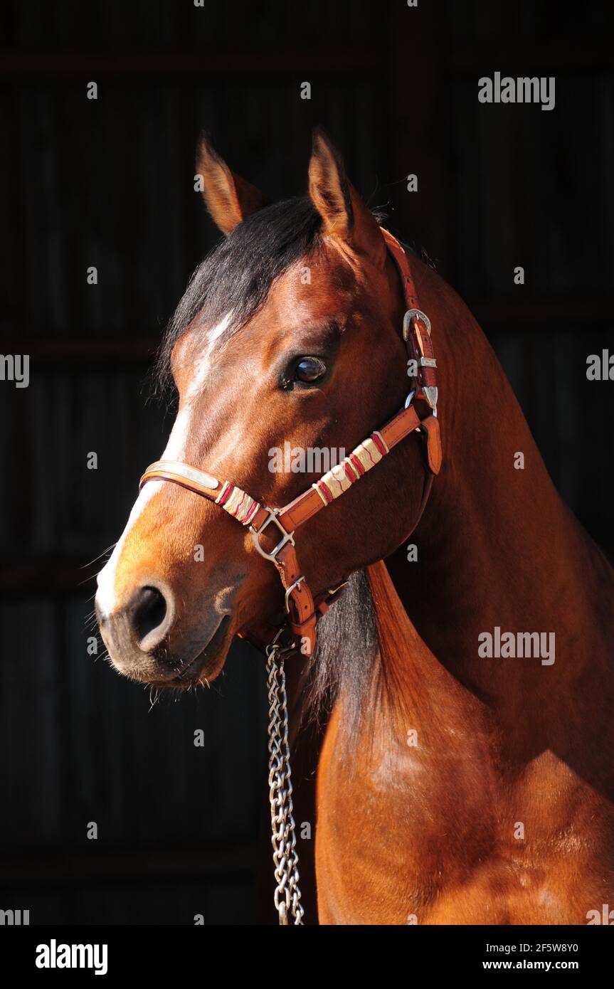 Halter Quarter Horse Silhouette