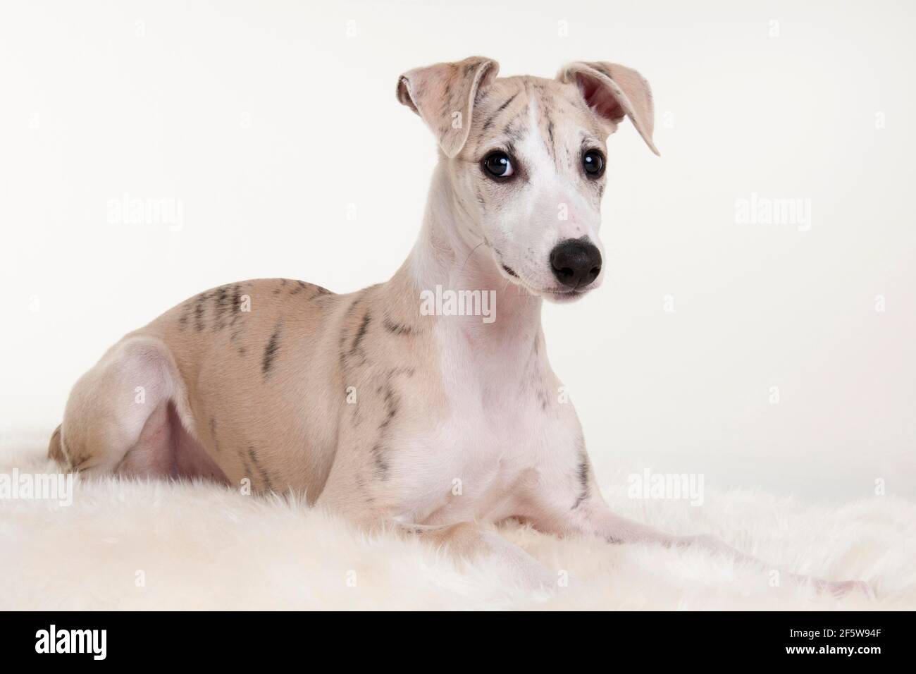 Whippet, puppy, male, 12 weeks Stock Photo - Alamy