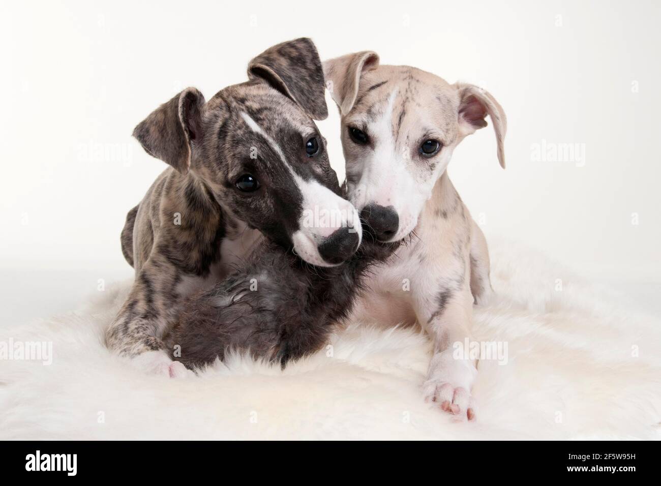Two whippet puppies hi-res stock photography and images - Alamy