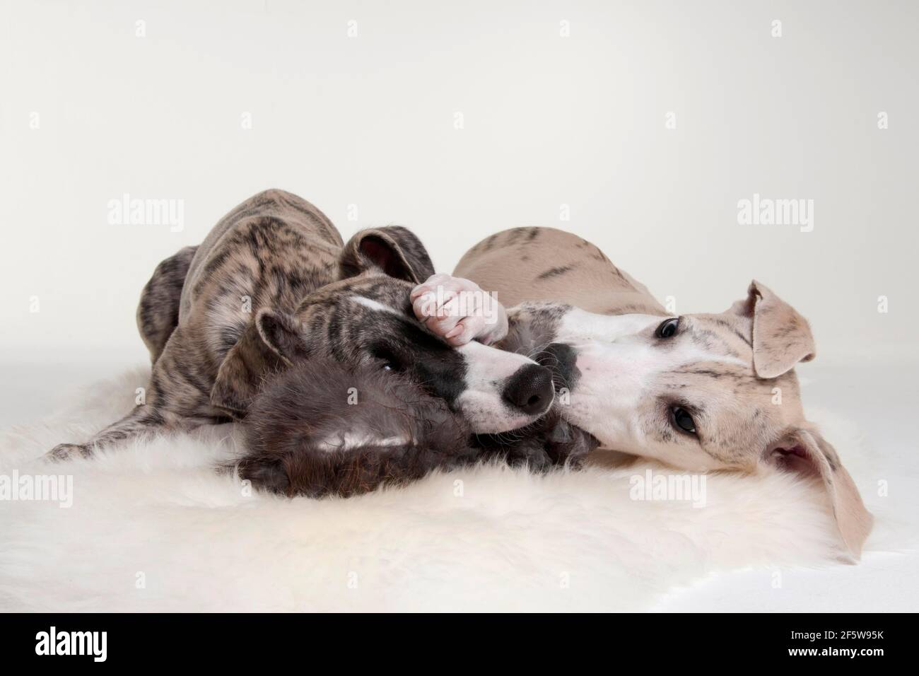 Whippet, puppies, males, 12 weeks Stock Photo - Alamy