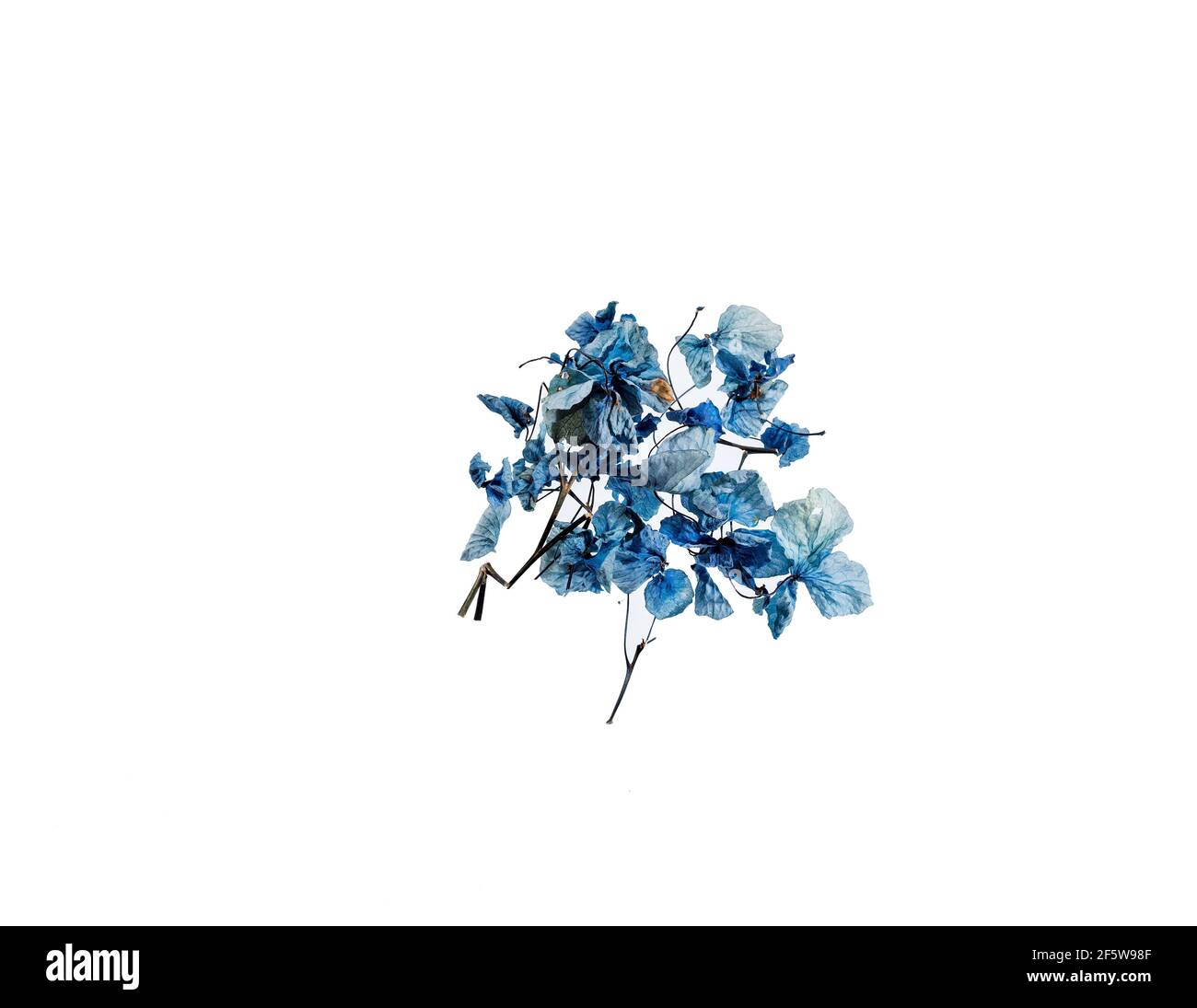 Dried hydrangea petals with medicinal properties - Hydrangea Stock ...