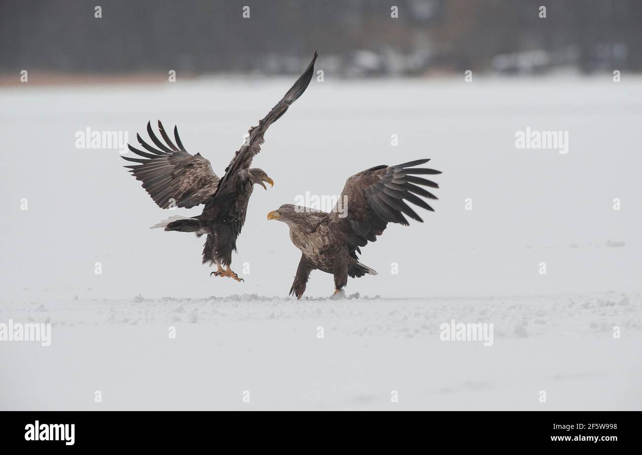 Two white-tailed eagles (Haliaeetus albicilla), sea eagles in dispute ...