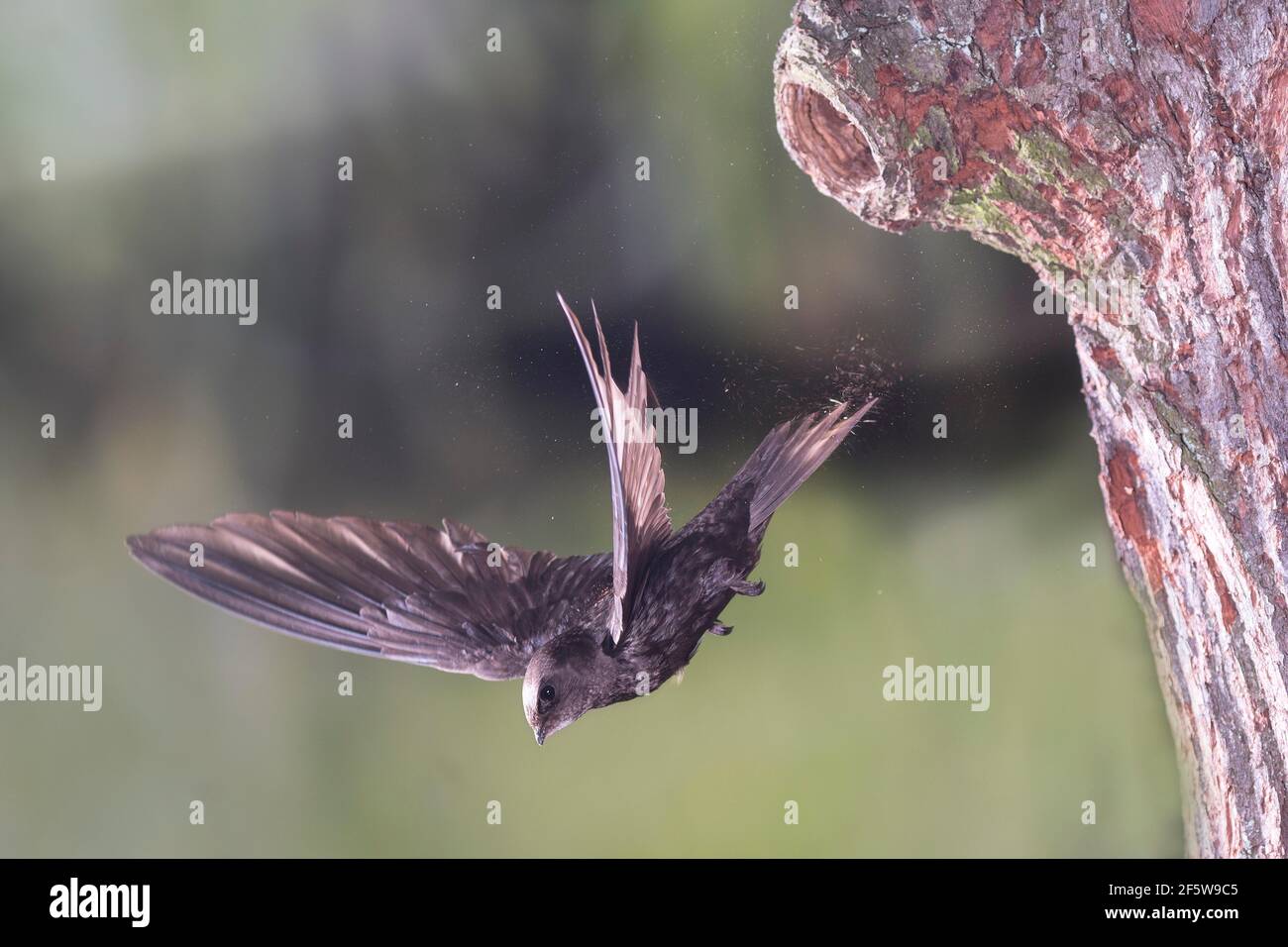 Swift nest building hi-res stock photography and images - Alamy