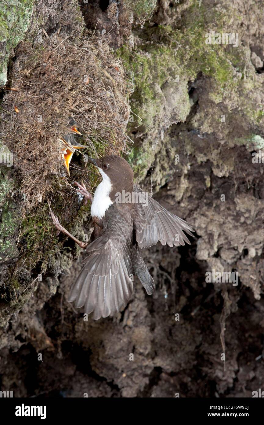 Dipper at nest hi-res stock photography and images - Alamy