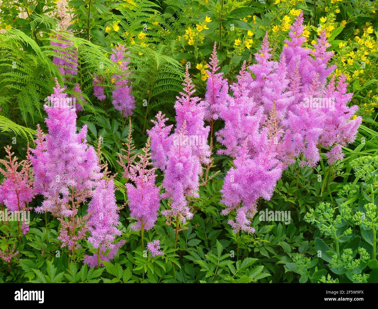 Pink astilbe plant hi-res stock photography and images - Alamy