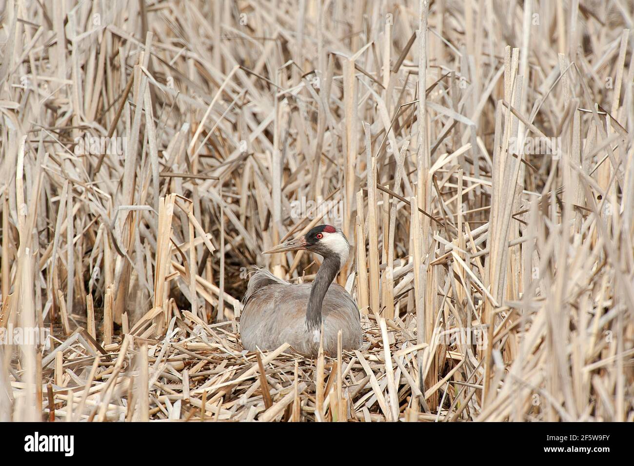 Nesting crane at nest hi-res stock photography and images - Alamy