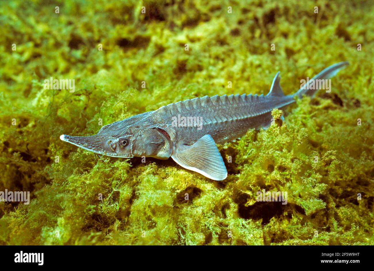 Acipenser ruthenus hi-res stock photography and images - Alamy