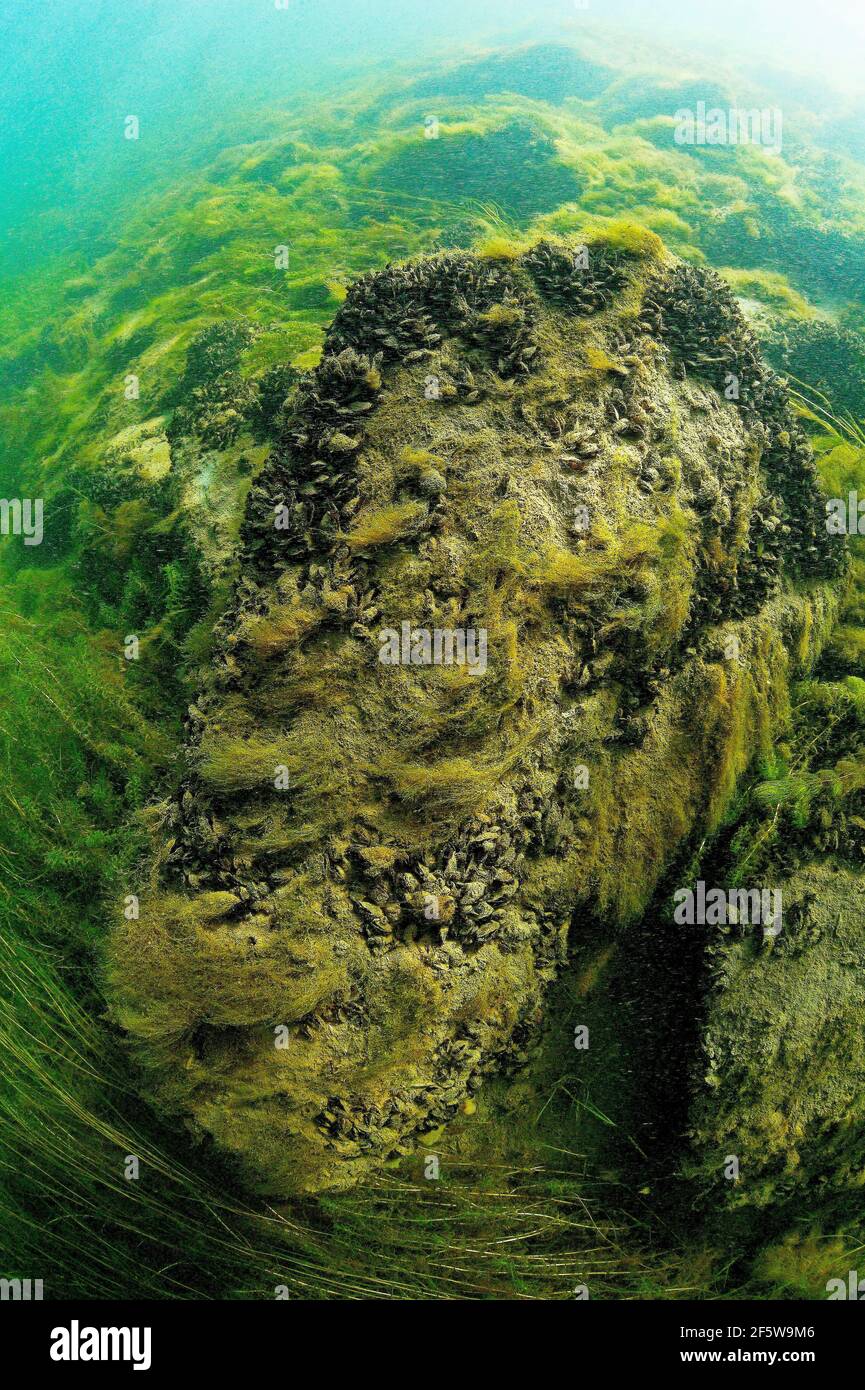 Triangular mussels, steep face, Lake Constance, Germany Stock Photo - Alamy