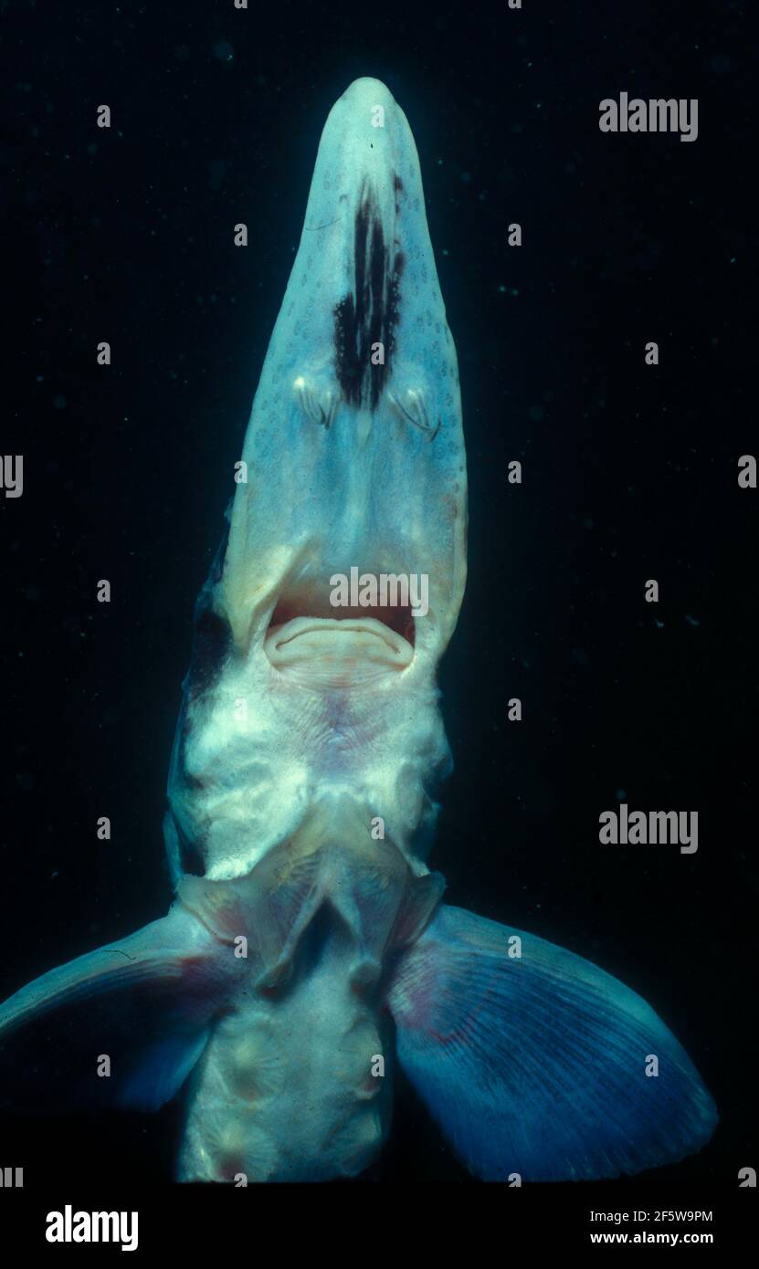 Starry sturgeon (Acipenser stellatus Stock Photo - Alamy