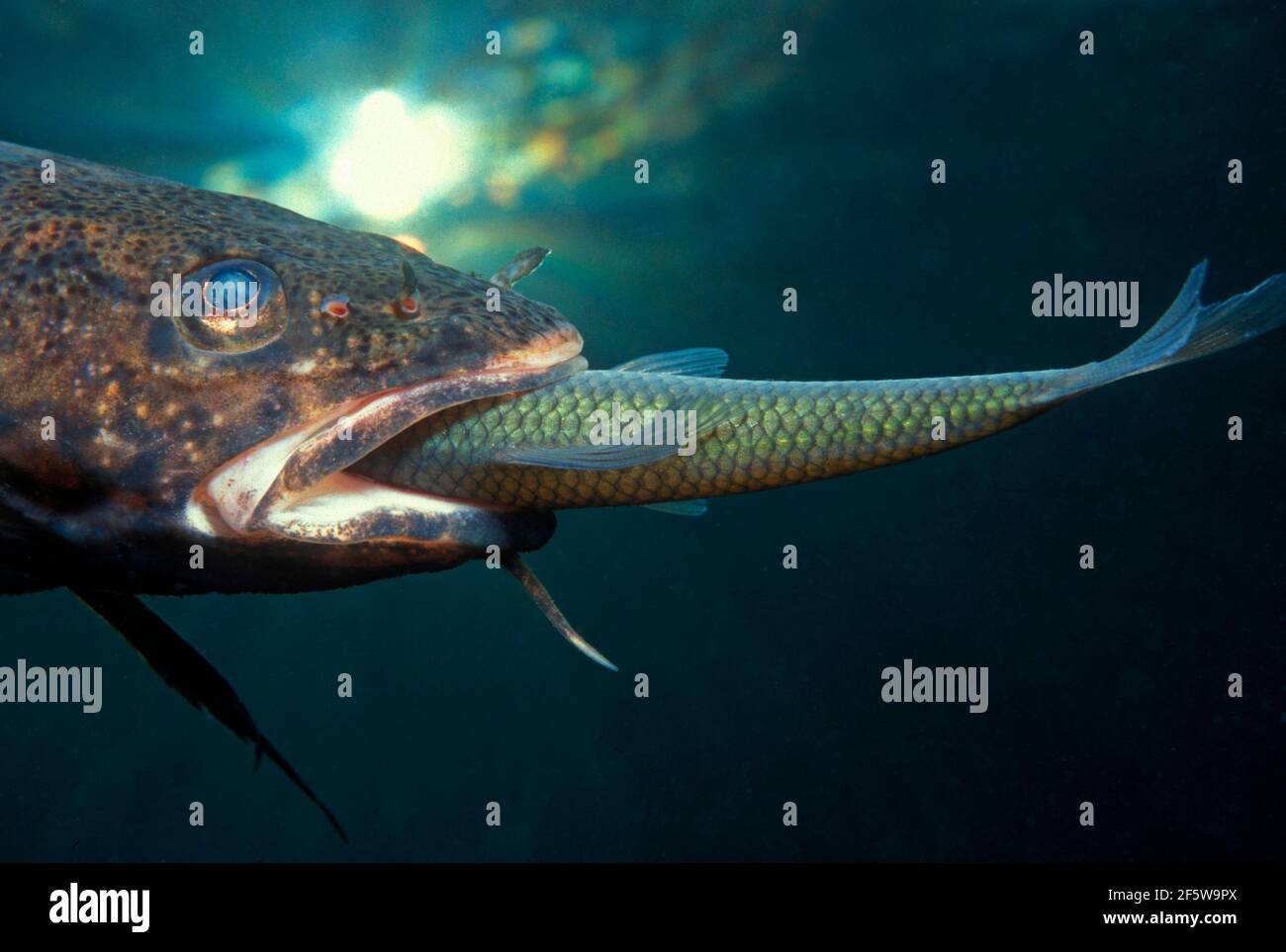 Eelpout fish hi-res stock photography and images - Alamy