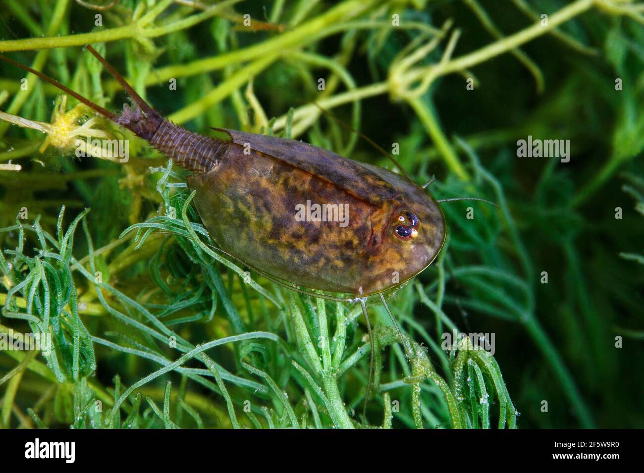 Triops Fish