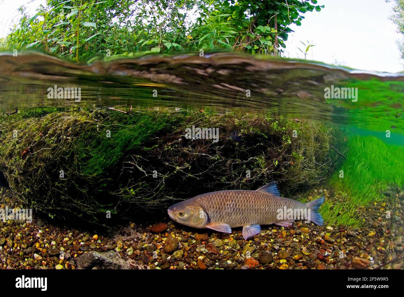 European chub (Squalius cephalus Stock Photo - Alamy