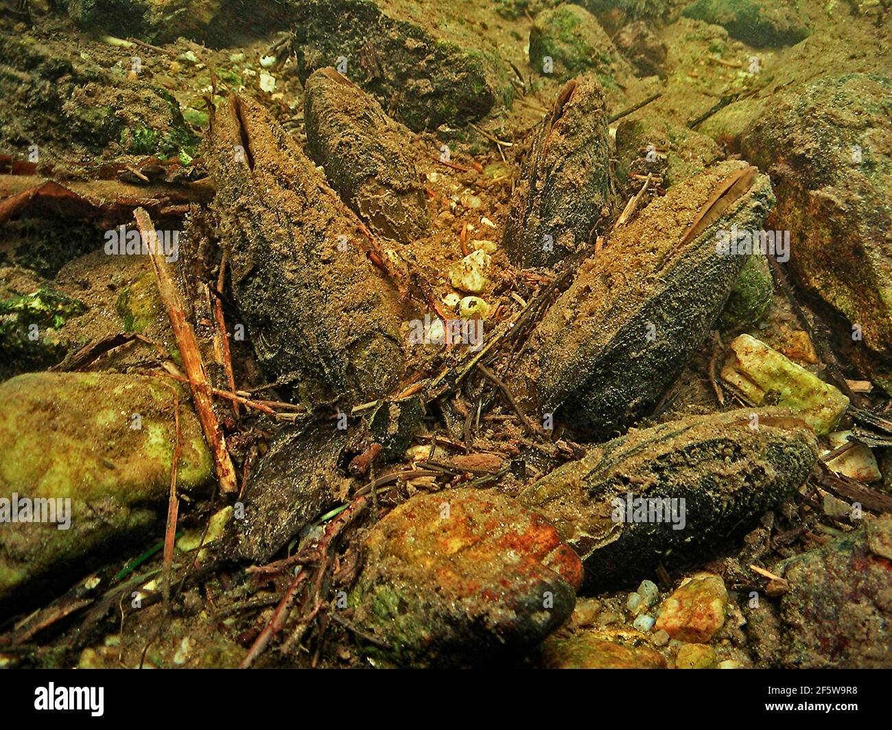 Pearl margaritifera margaritifera hi-res stock photography and images ...