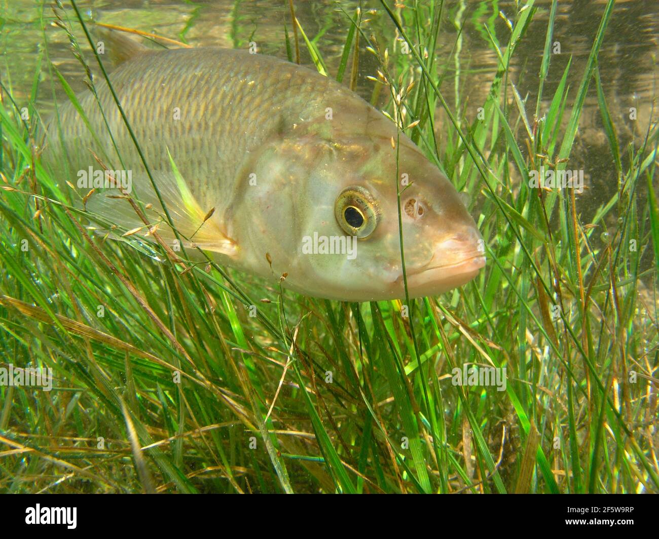 Common minnow hi-res stock photography and images - Alamy