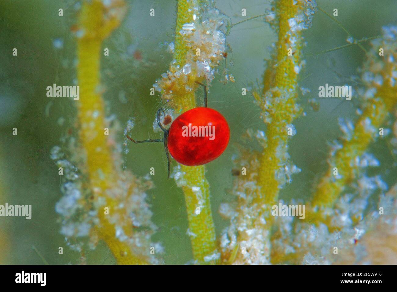 Water mite hi-res stock photography and images - Alamy