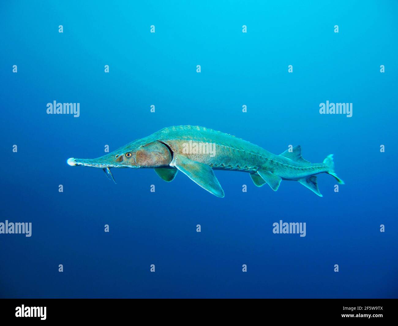 Acipenseriformes hi-res stock photography and images - Alamy