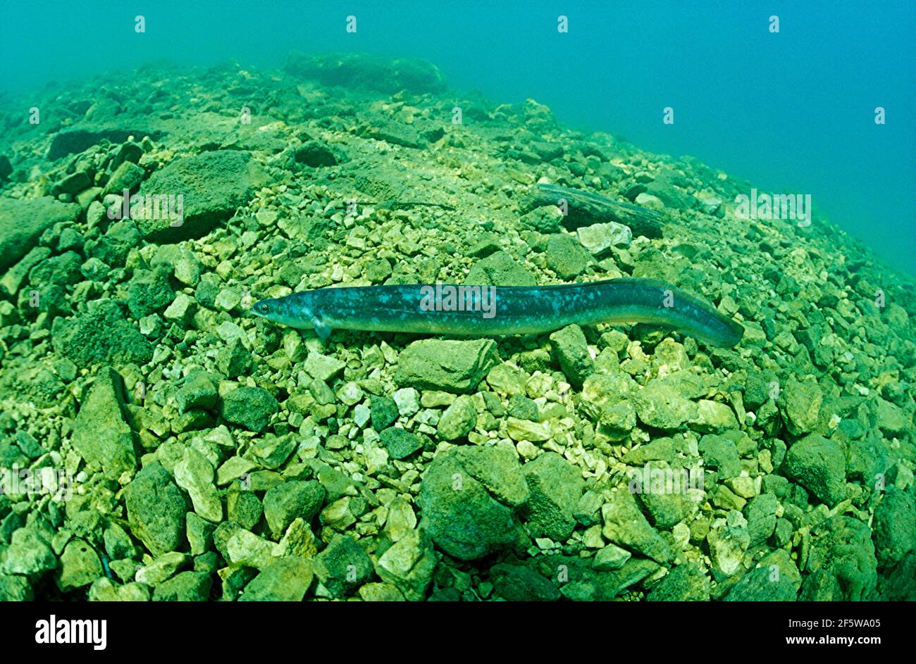European eel (Anguilla anguilla Stock Photo - Alamy