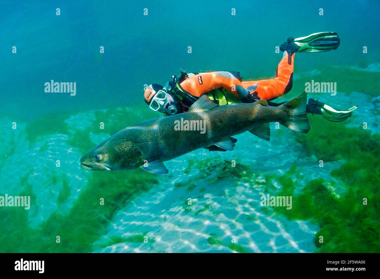 Diver with huchen (Hucho hucho Stock Photo - Alamy