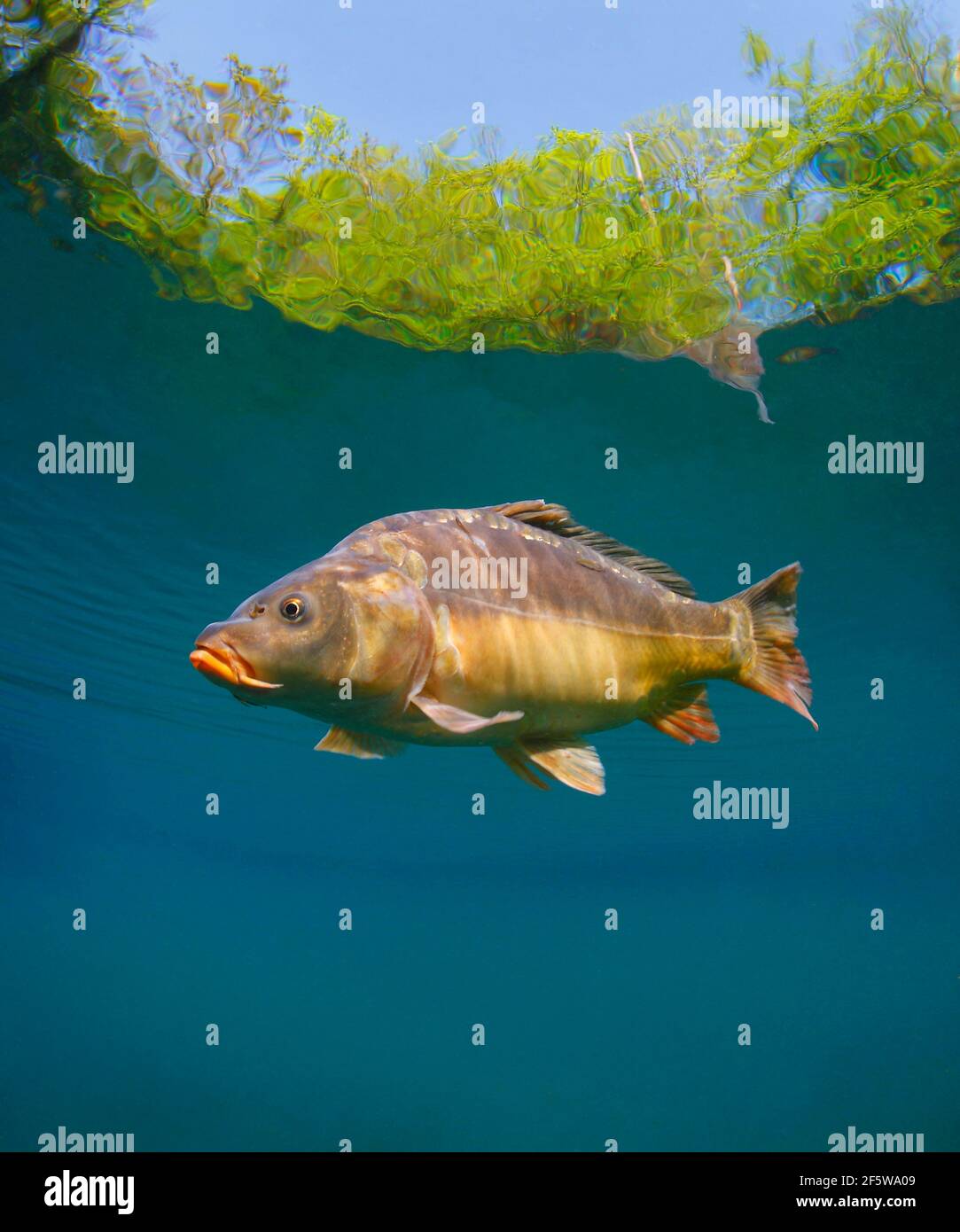 Common carp (Cyprinus carpio), Baden-Wuerttemberg, Germany Stock Photo ...