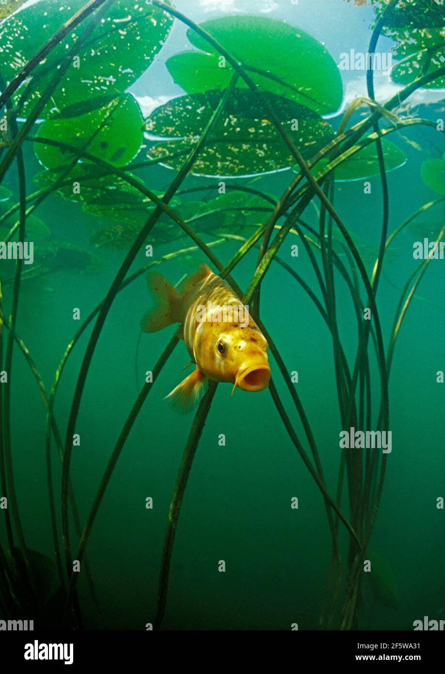 Golden carp (Cyprinus carpio Stock Photo - Alamy